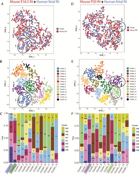 Identifying Transcriptomic Correlates Between Developing Human And