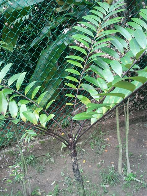 From Low Testosterone To High Testosterone Long Jack