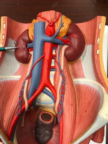 Urinary System Lab Flashcards Quizlet