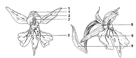 Die Orchideenblüte