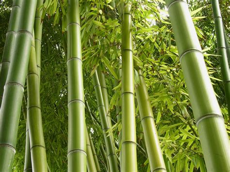 🔥 50 Bamboo Grass Wallpapers Wallpapersafari
