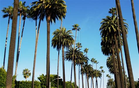 California Palm Trees Wallpaper Wallpapersafari