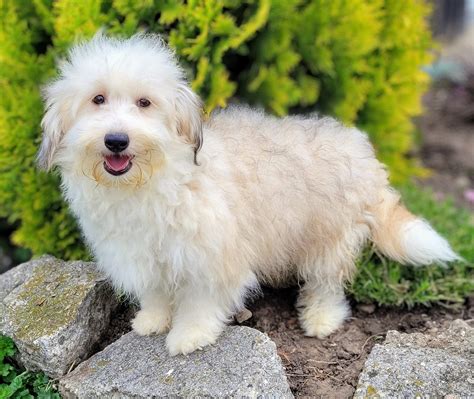 Cock A Chon Cocker Bichon Puppies Spruce Ridge Kennels