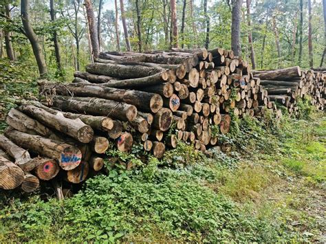 Stammholz Rundholz Brennholz Kiefer Buche Eiche etc.mit Lieferung in ...