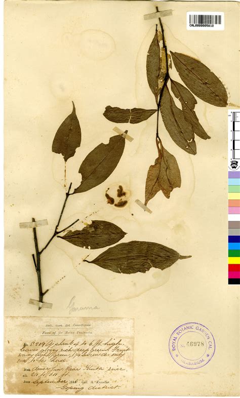 Phanerogams Type Details