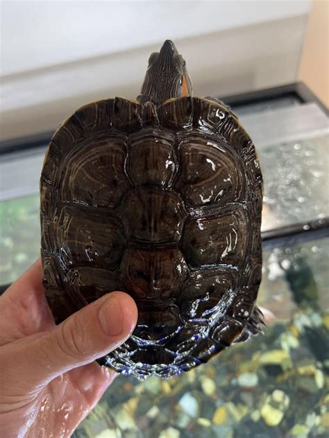 Having Trouble Identifying The Sex Of My Res Any Thoughts Rredearedsliders Having Trouble Identifying The Sex Of My Res Any Thoughts Rredearedsliders