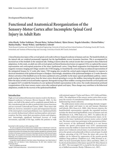 Pdf Functional And Anatomical Reorganization Of The Sensory Motor Dokumentips