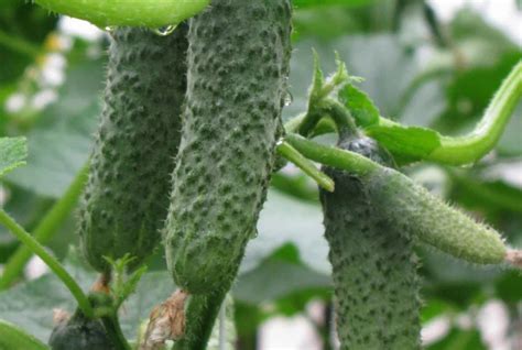 Огурцы Пасалимо F1: описание сорта, урожайность, характеристика