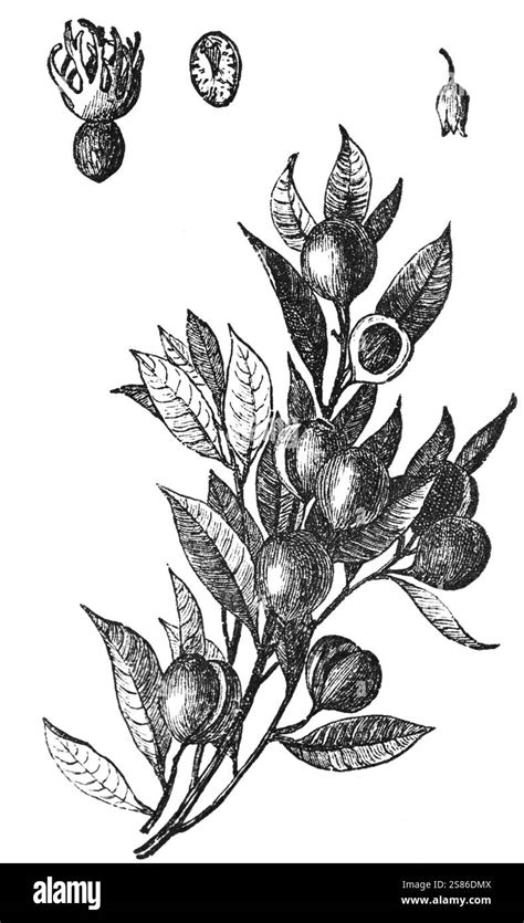 Twig Of A Nutmeg Tree With Leaves And An Enlarged Nutmeg Fruit Malysia Se Asia Travel Around