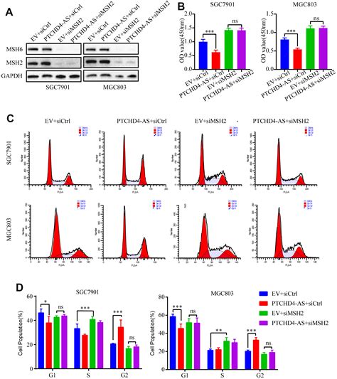 Lnc Ptchd4 As Inhibits Gastric Cancer Through Msh2 Msh6 Dimerization And Atm P53 P21 Activation