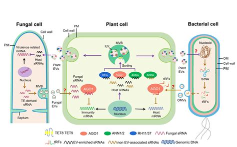 Extracellular Vesicles Cross Organismal Rna Trafficking In Plants Microbes And Mammalian Cells