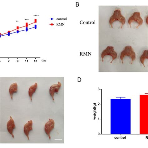 Specific Activity Of Recombinant Mstn Nanobody Rmn A Western Blot