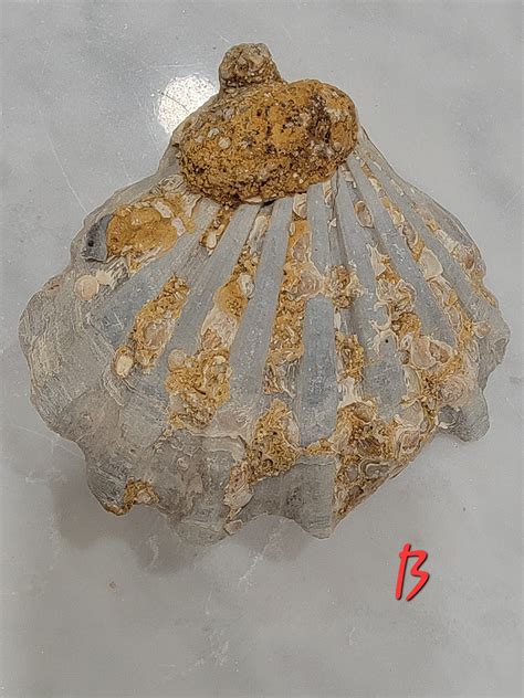 FOSSILIZED SCALLOP MATRIX Scallop Shell Fossil Chesapecten Etsy