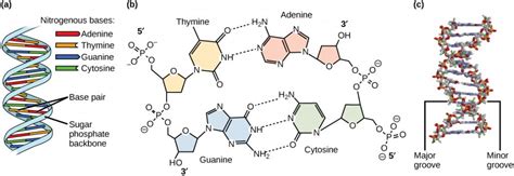DNA Structure Principles Of Biology