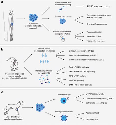 Different Preclinical Models And Approaches For Progressing Preclinical Download Scientific