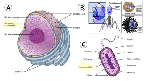Chromatin In A Cell Model