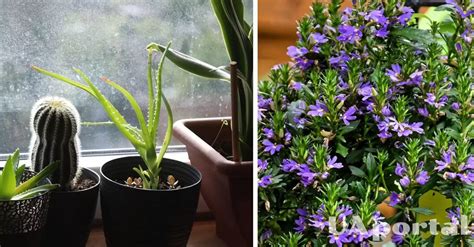 Замініть цим воду для поливу квітів щоб пришвидшити ріст рослин Читайте на Ukr Net