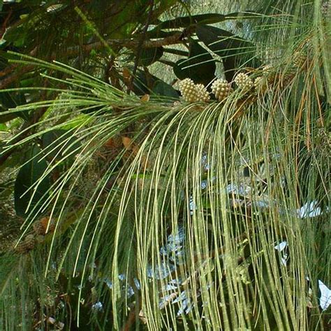 Buy Suru Tree Australian Pine 0 5 Kg Seeds Online From Nurserylive At Lowest Price