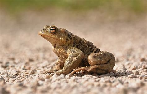 Frog Vs Toad Vet Reviewed Differences With Pictures Hepper