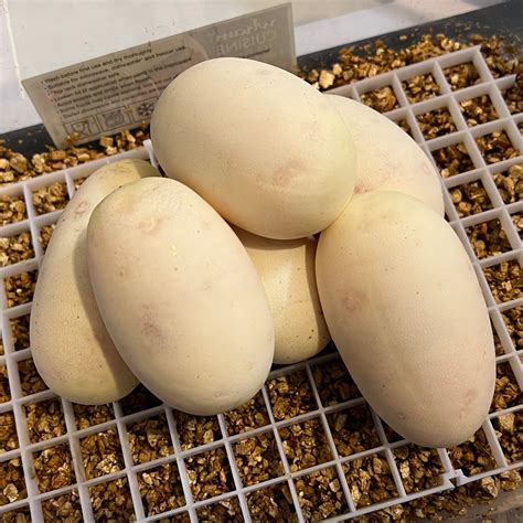 Tornado X Spotnose Clown Eggs Ball Pythons Morphmarket Reptile Community