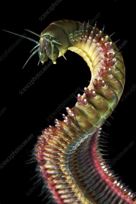 Ragworm Stock Image C0159326 Science Photo Library