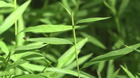 Volunteers Tackle Invasive Japanese Stiltgrass In York