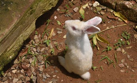 One White Rabbit Standing Stock Image Image Of Rabbit
