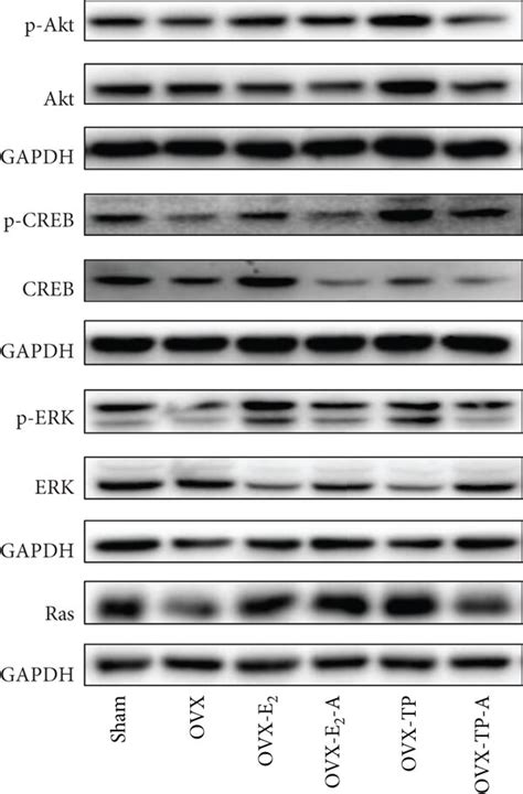 Volcano Plot And Validation Of Proteomics Results And A Diagrammatic