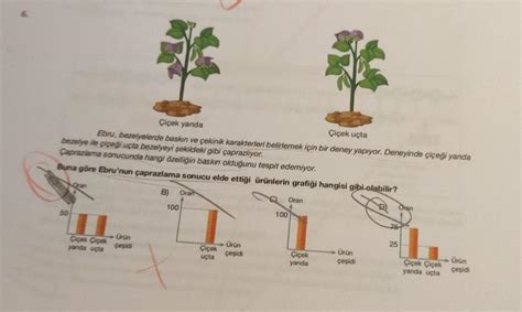 6 Çiçek Yanda Çiçek Uçta Ebru Bezelyelerde Baskın Ve çekinik Karakterleri Belirlemek Için Bir