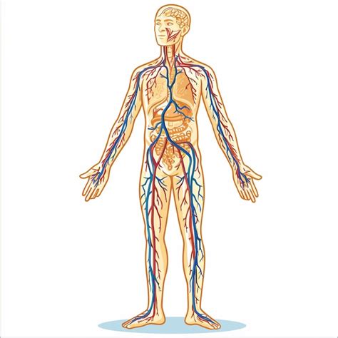 Premium Vector Lymphaticsystemvectorillustration