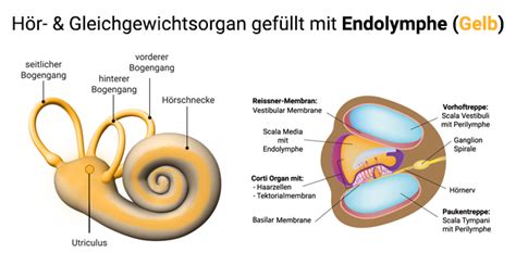 Endolymphatischer Hydrops Innenohr Krankheit Audisanach