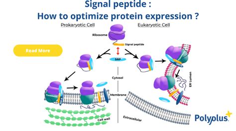 Signal Peptide Optimize Protein Expression
