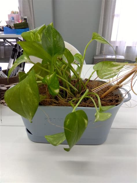 2025年8月17日 就労継続支援b型事業所クルール舞子台どうやらうちのポトスが元気がなく… クルール舞子台