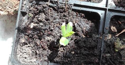 Smallest Apple Seedling Sort Of Has 3 Leaves Album On Imgur