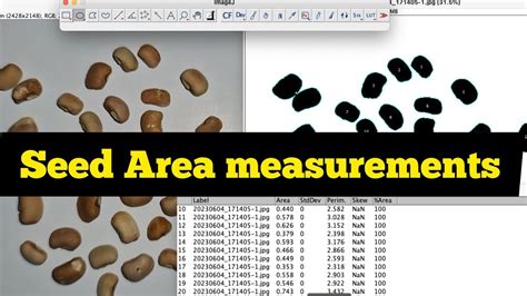 How To Measure Seed Area In Imagej Area Measurement Tips On How To Capture Seed Image For