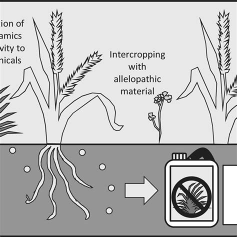 A Summary Diagram Of Potential Applications For Allelopathy In Download Scientific Diagram
