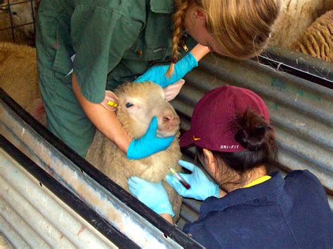 Ovc Bulletin Immune Response May Combat Parasites In Sheep Ontario