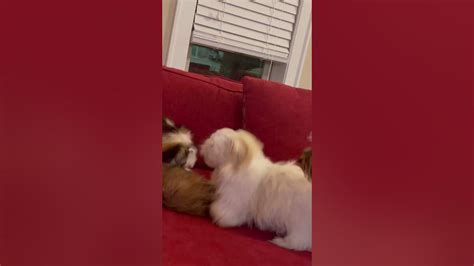 Cute Two Shih Tzu Puppies Playing 🥰🥰dog Dog Shihtzu Puppies Youtube