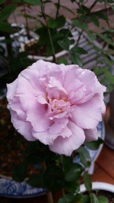 Libellula Rose Flydragon Rose Rose Flowers Plants