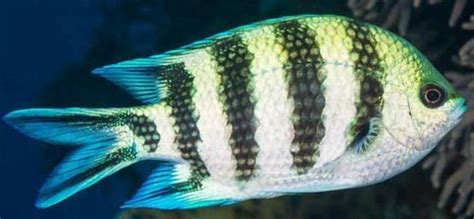 Abudefduf Sexfasciatus Ecured