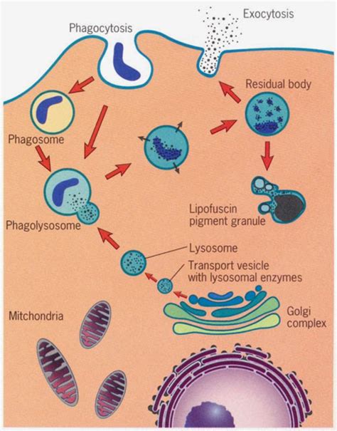 Immune System For 8th Graders Phagocytosis