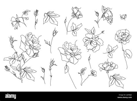 set of one single line rose flower drawings stock vector image and art