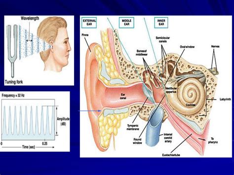 Aparatul Auditiv Ppt κατέβασμα