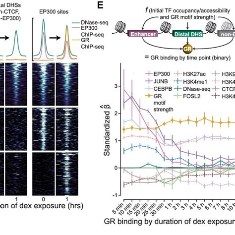 Chromatin Accessibility Does Not Predetermine Gr Binding A Line Plot