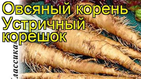 Овсяный корень Устричный корешок. Краткий обзор, описание характеристик ...