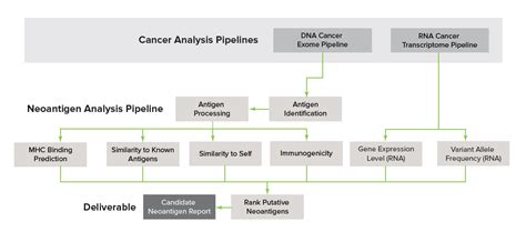 Neoantigen Discovery Overcoming The Challenges Of Neoantigen Prediction Personalis