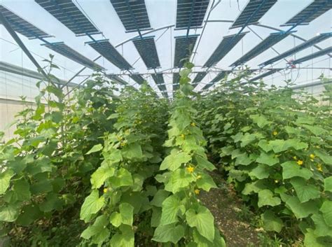 New Agrivoltaic Project To Test Crop Responsive Pv Trackers For Greenhouses Pv Magazine Australia