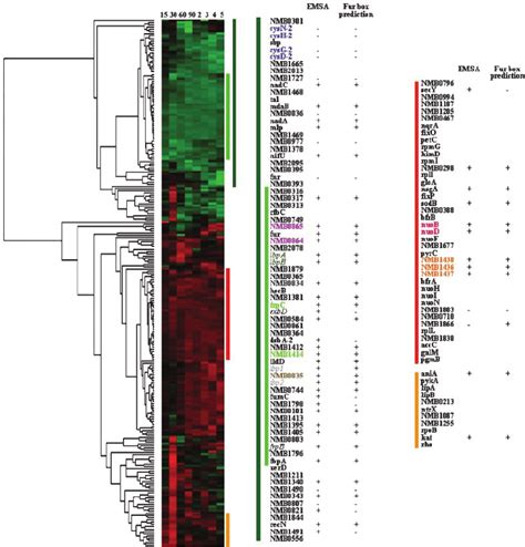 Unsupervised Hierarchical Clustering Of N Meningitidis Iron Regulated
