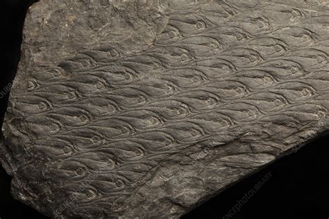 Fossilised Lepidodendron Bark Stock Image C050 9848 Science Photo
