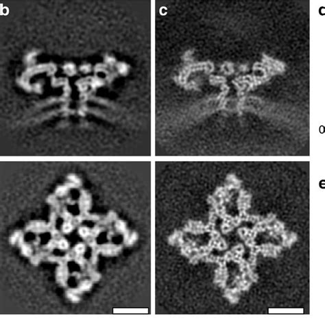 Structure Of Ryr1 In Native Membranes At Subnanometer Resolution A A